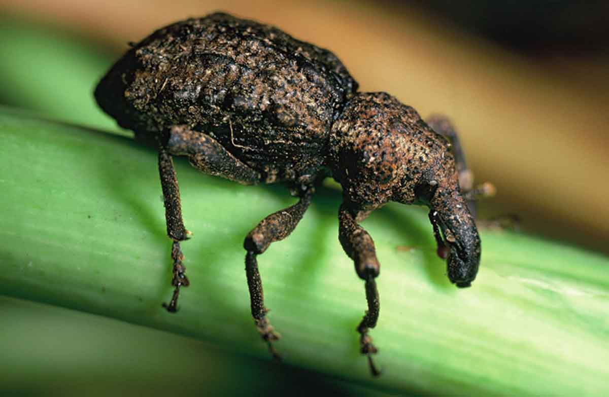 New Zealand Threat Classification System Lists: Conservation publications