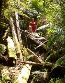 Lindemann Loop Track: Kaimai Mamaku Conservation Park, Bay of Plenty region