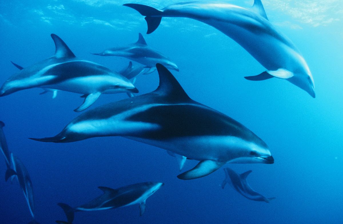 A fisher’s guide: New Zealand protected marine mammals