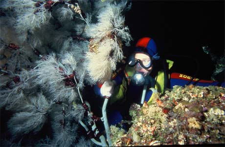 Te Awaatu Channel (The Gut): Fiordland marine reserves