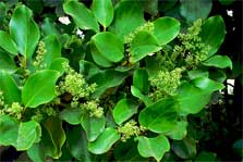 Maratoto - Golden Cross Coromandel Forest Park, Coromandel region