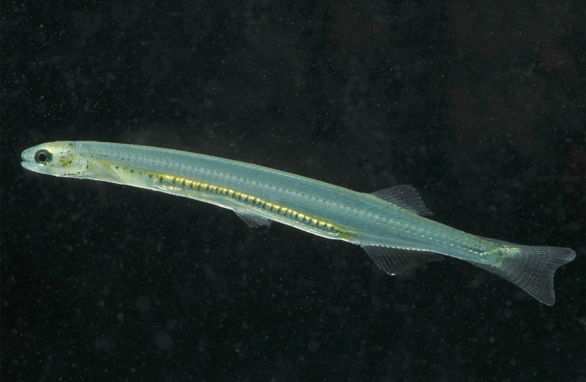 Conservation, ecology and management of migratory galaxiids and the ...