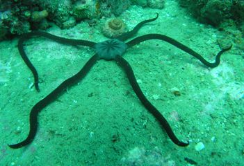 Tapuae Marine Reserve: Places to go in Taranaki