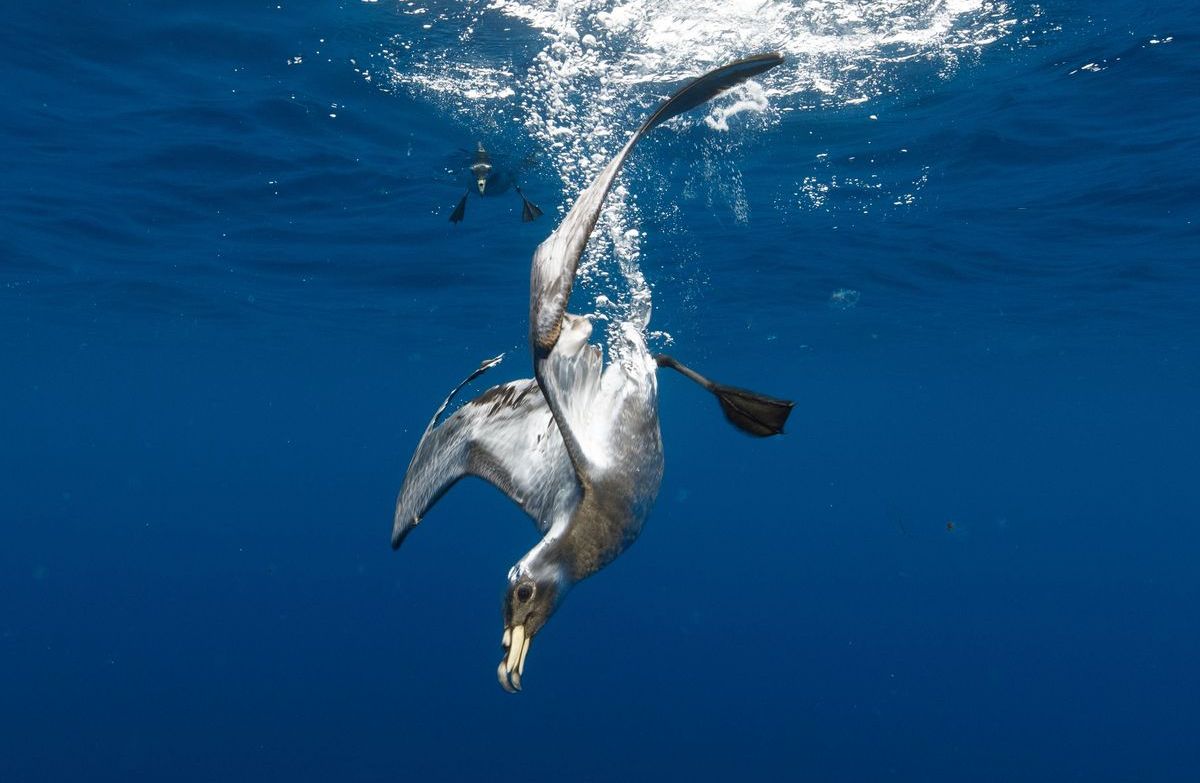 Protected species identification guides: CSP resources for fishers