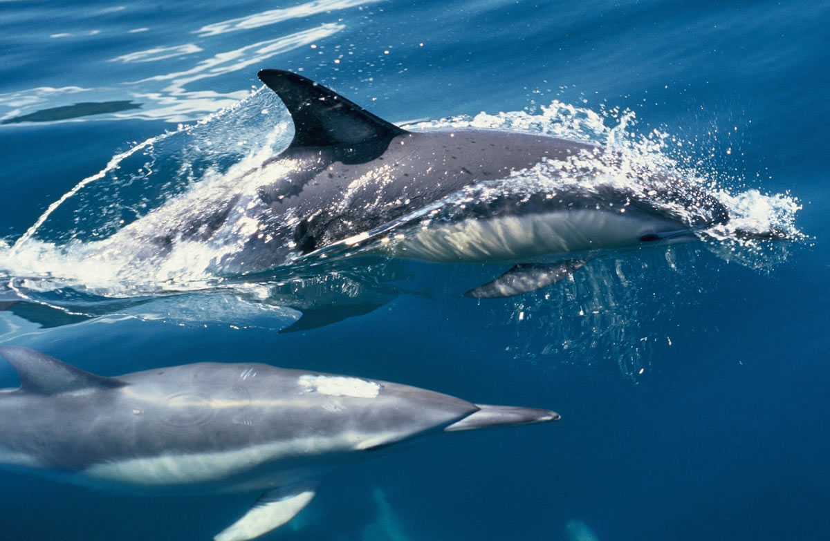 Protecting marine species: Protecting species