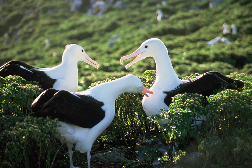 Northern royal albatross conservation services programme reports