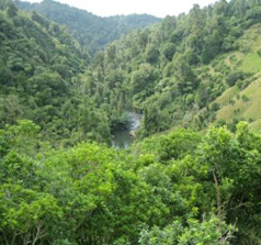 Western King Country hunting: Where to hunt in the Waikato region