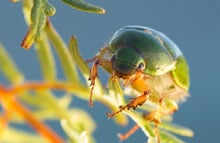 Species descriptions and threat classifications