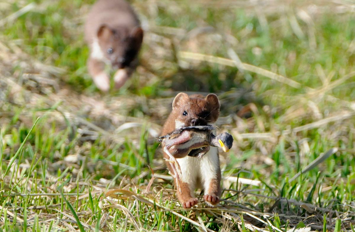 Managing animal pests: Standard DOC operating procedures (SOPs)