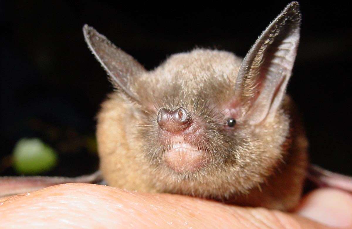 Eglinton Valley lesser short-tailed bat monitoring programme: Our work