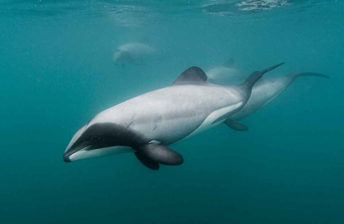 Dead Hector's dolphin found on West Coast | Mirage News