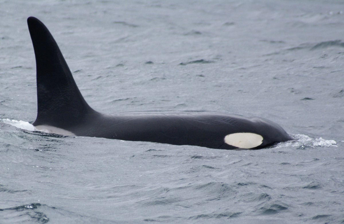 Orca update 5pm, Monday 19 July 2021: Media release 19 July 2021