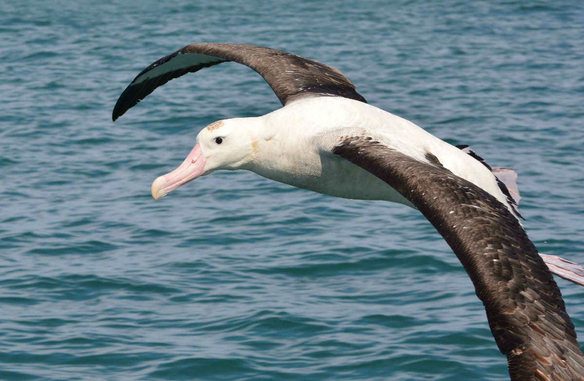 Gibson's wandering albatross conservation services programme reports