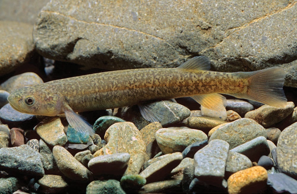 Discover New Zealand’s Native Freshwater Fish - The Best Of New Zealand ...
