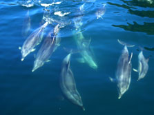Conservation Act 1987: DOC's role