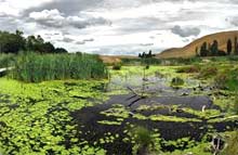 Wetlands: restoration / preservation – NUWAO