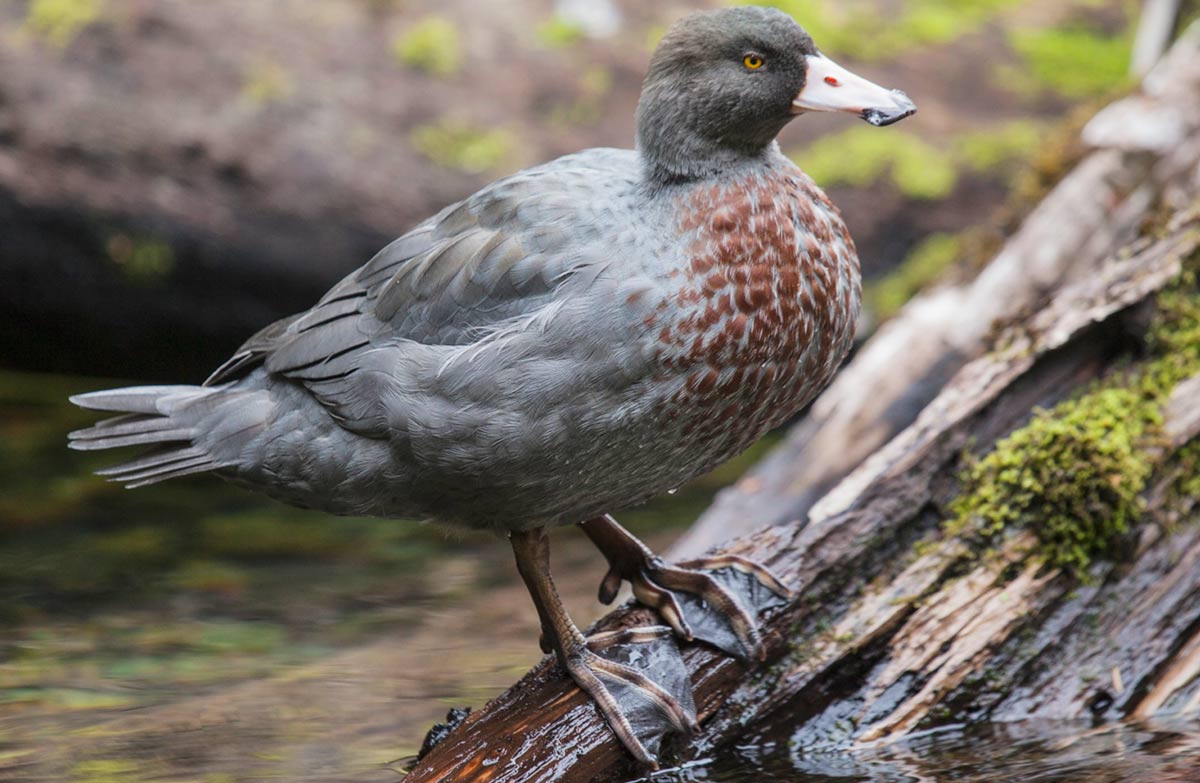 NZ Threat Classification System manual 2022