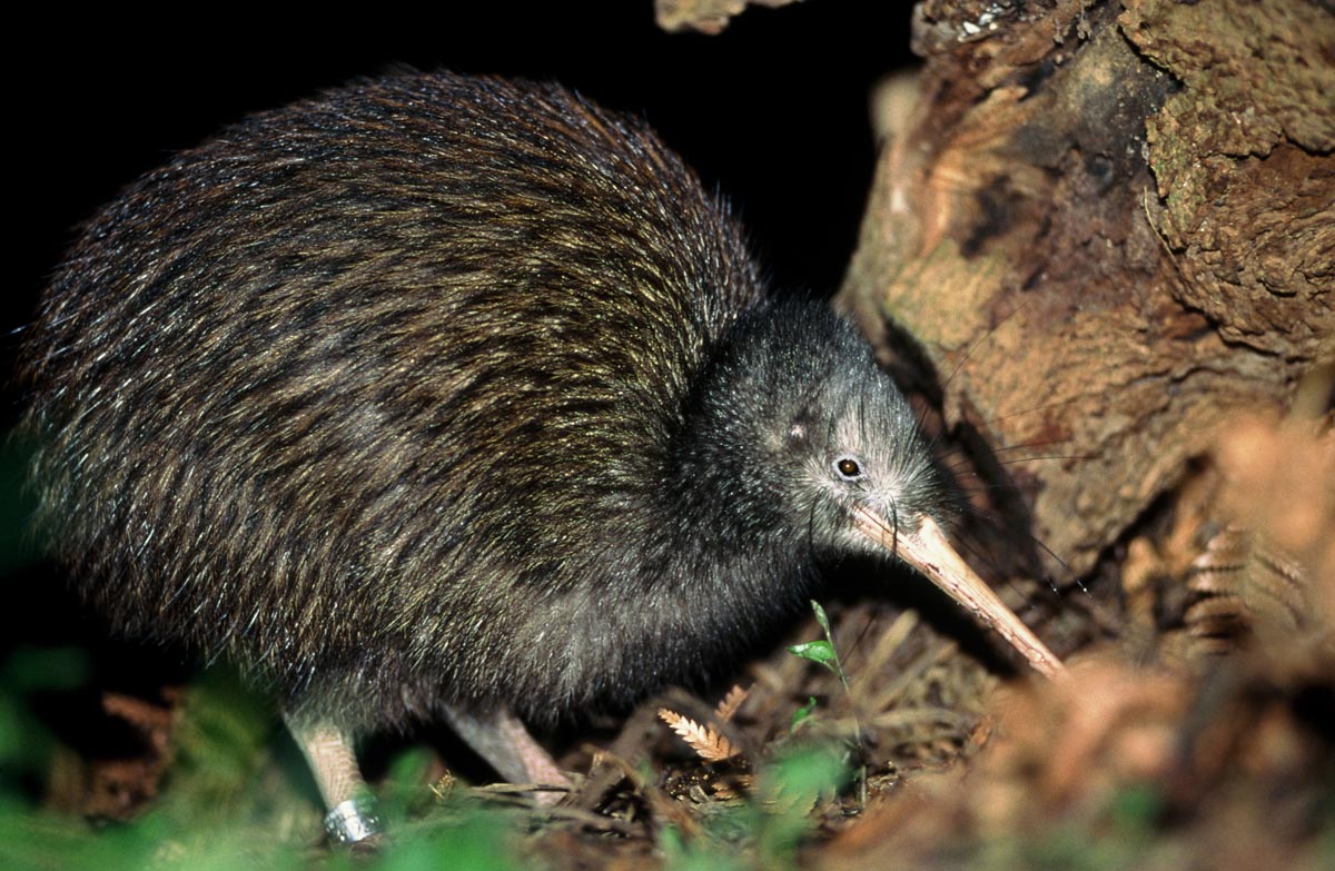 Dog attack likely to have killed kiwi on Egmont National Park: Media ...