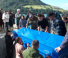 Moko the bottlenose dolphin: You can help