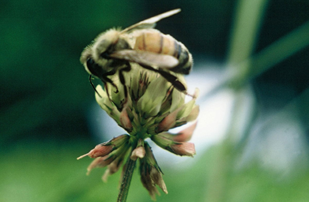 Beekeeping on public conservation land: Apply for permits