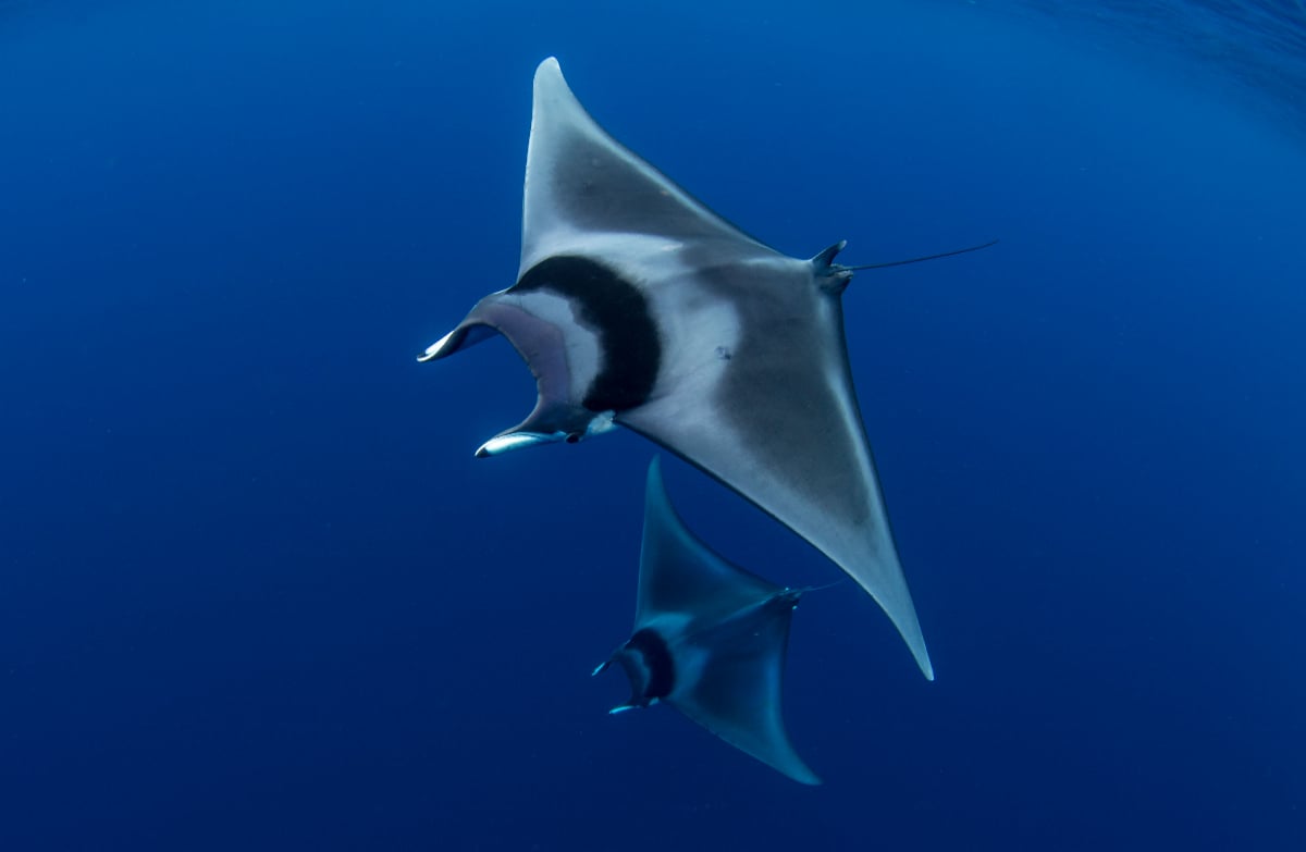 Spinetail devilray conservation services programme reports