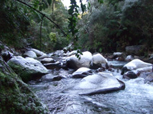 Pureora Forest and surrounds hunting: Where to hunt in the Waikato region