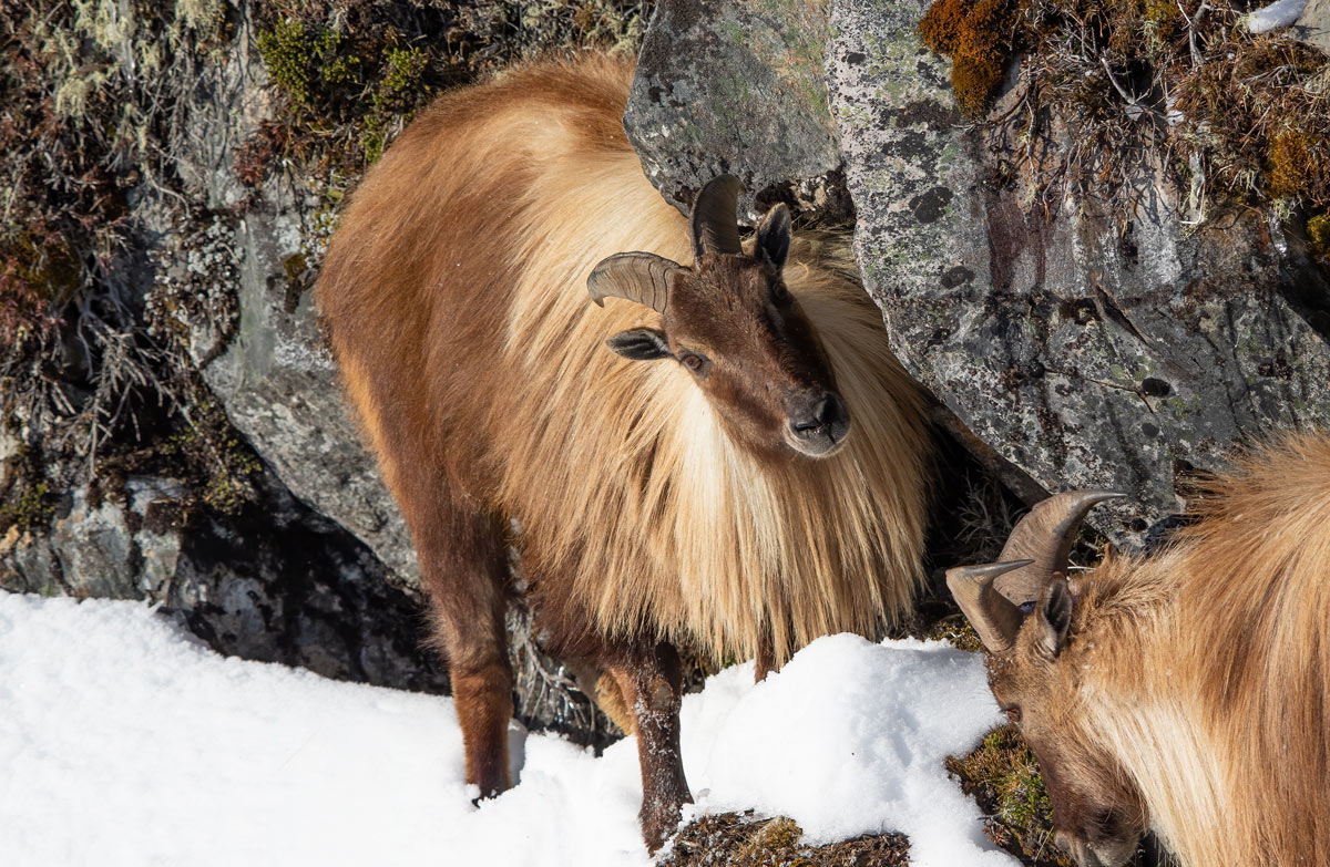 Tahr hunting seasons and ballots: Tahr