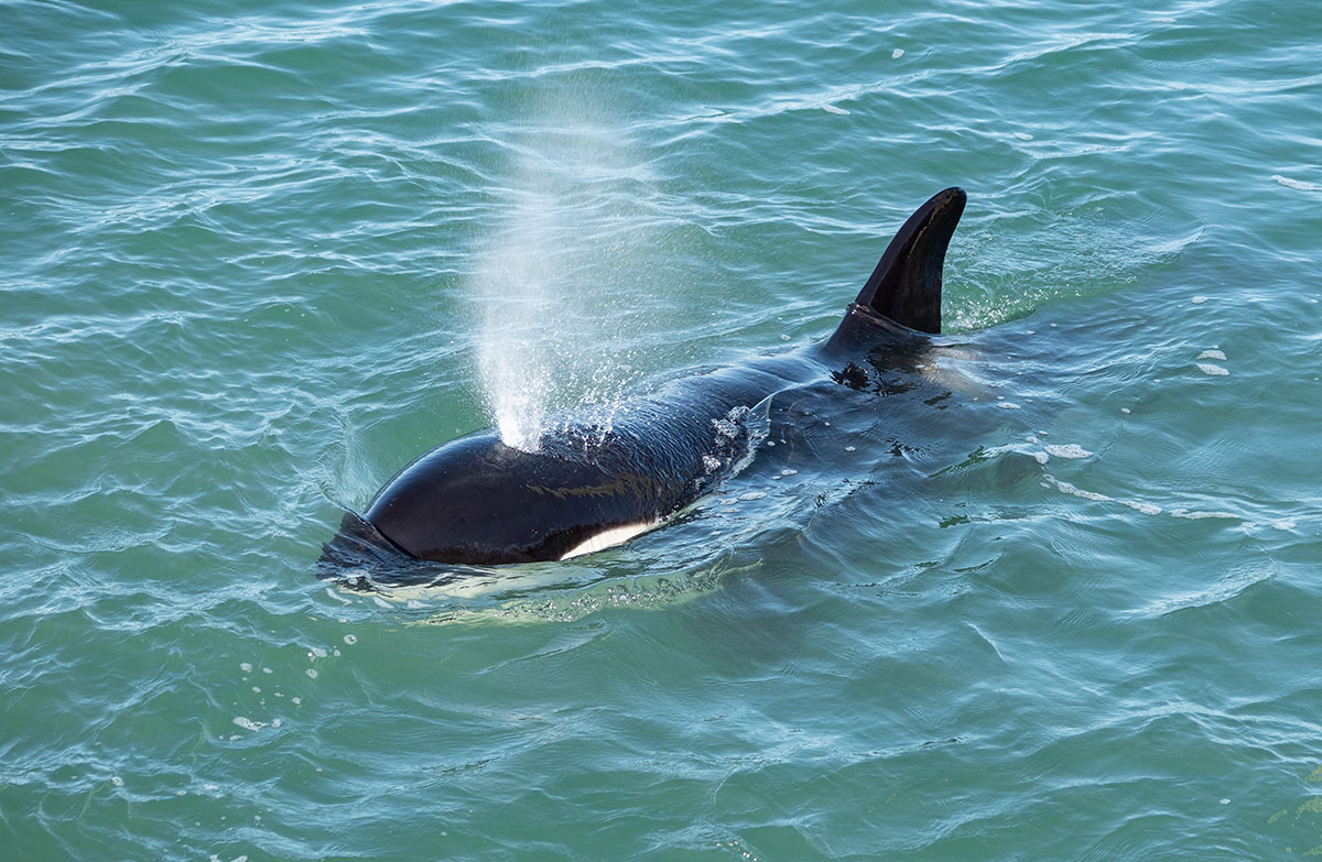 Orca pod sighted of Wellington Coast: Media release 17 July 2021