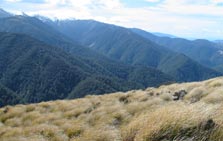 Kashmir Road tramping tracks: Ruahine Forest Park, Hawke's Bay region