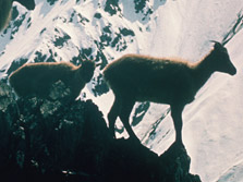 Aoraki/Mount Cook hunting: Where to hunt