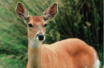 Role of Game Animal Council