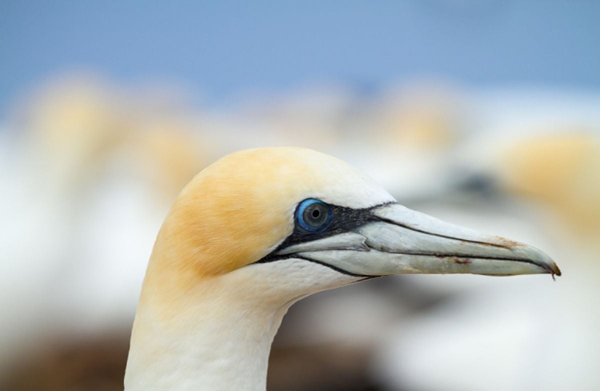 A fisher’s guide: New Zealand coastal seabirds: CSP publication