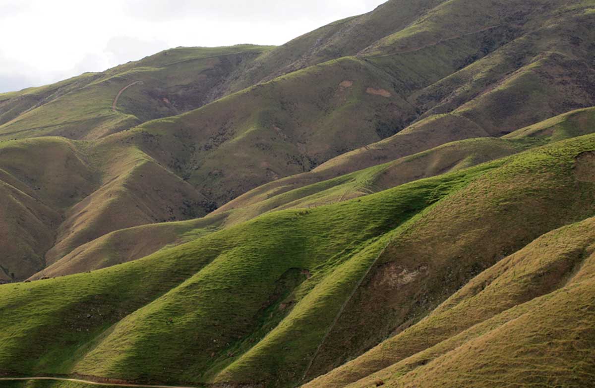 Goat control on Arapawa Island Scenic Reserve: Our work