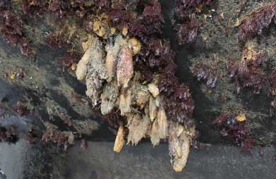 Marine pests: Kapiti Marine Reserve report card