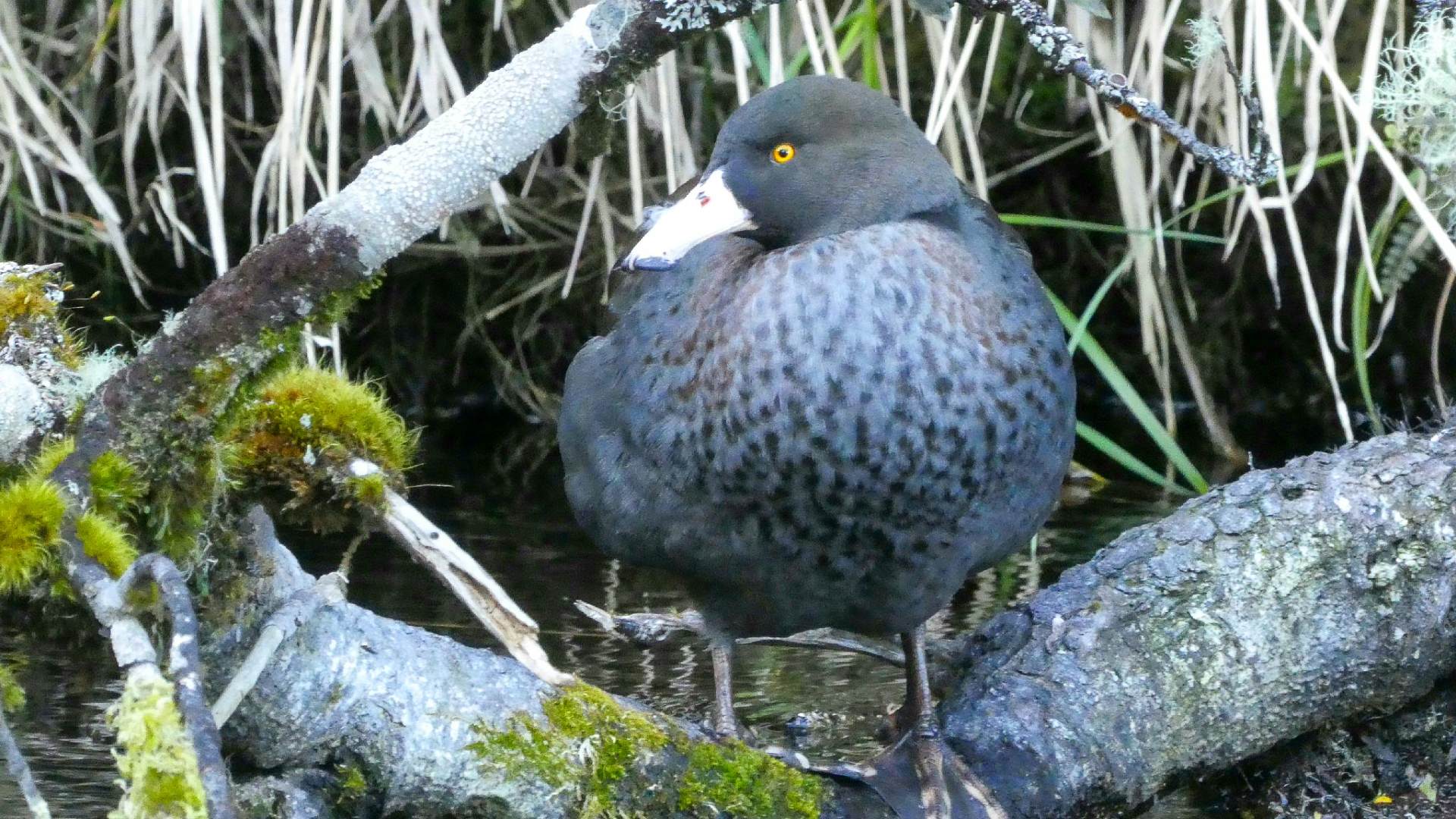 Whio winging their way to Arthur’s Pass: Media release 23 March 2021