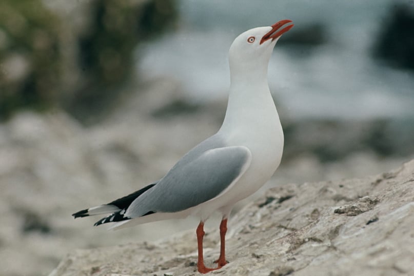 Red-billed gull Conservation Services Programme reports