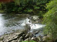 Trains Track: Waitotara Conservation Area, Whanganui region