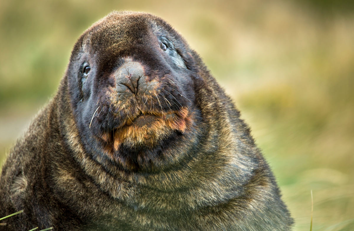 Sea lion shot on Catlins beach: Media release 19 September 2017