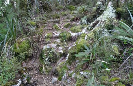 Kiriwhakapapa to Blue Range Hut: Tararua Forest Park, Wairarapa region