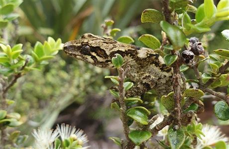Broad-cheeked gecko: Geckos