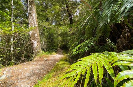 Governors Bush Walk: Short walks in Aoraki/Mt Cook National Park