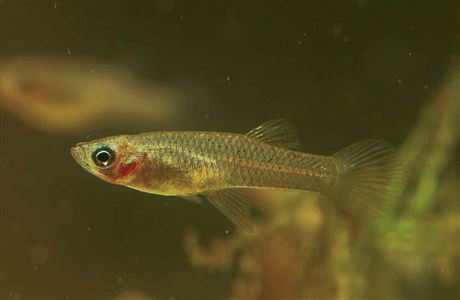 Gambusia: New Zealand animal pests and threats