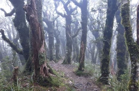 Mt Holdsworth - Jumbo Circuit: Wairarapa tracks and walks, Tararua ...