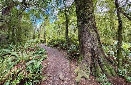 Big Tree Walk: Things to do in Peel Forest Park Scenic Reserve