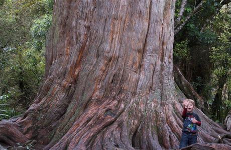 Big Tree Walk: Things to do in Peel Forest Park Scenic Reserve