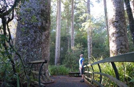 Manginangina Kauri Walk: Puketi and Omahuta forests, Northland