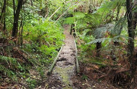 Opouahi Walkway: Boundary Stream area, Hawke's Bay region