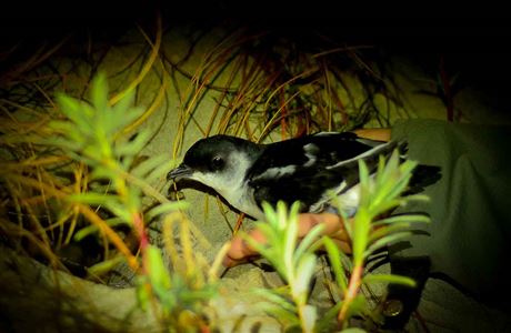 Whenua Hou diving petrel/kuaka: New Zealand birds A - Z