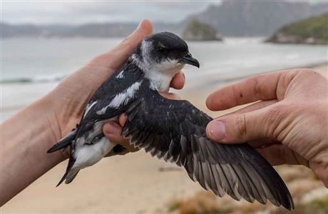 Whenua Hou diving petrel/kuaka: New Zealand birds A - Z