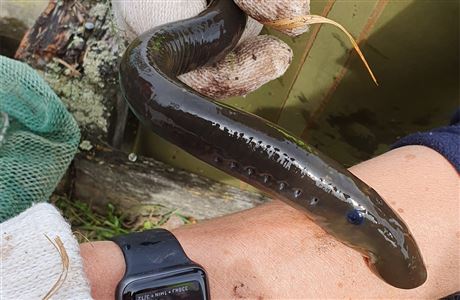 Lamprey: New Zealand freshwater fish